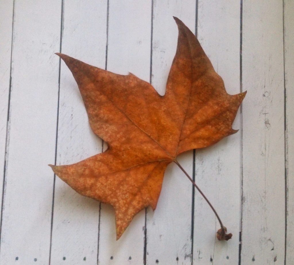 Texturas de otoño (siete ideas sencillas con juego imprimible) - Jugar ...